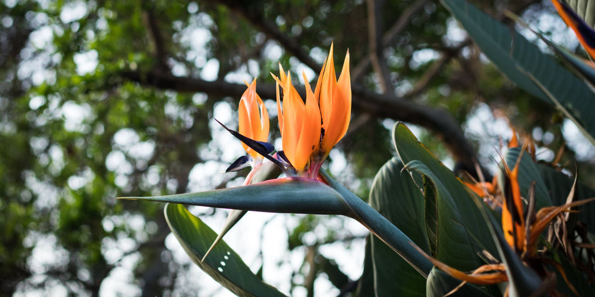 How to grow Strelitzia — Hadeco.co.za