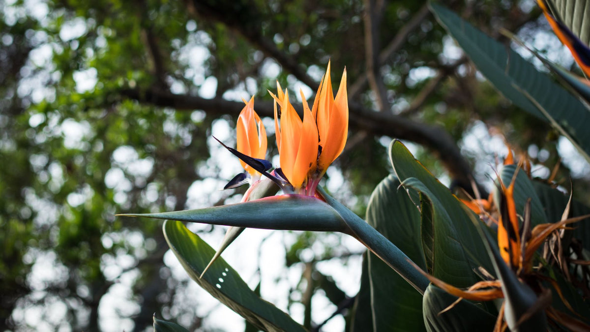 How to grow Strelitzia — Hadeco.co.za