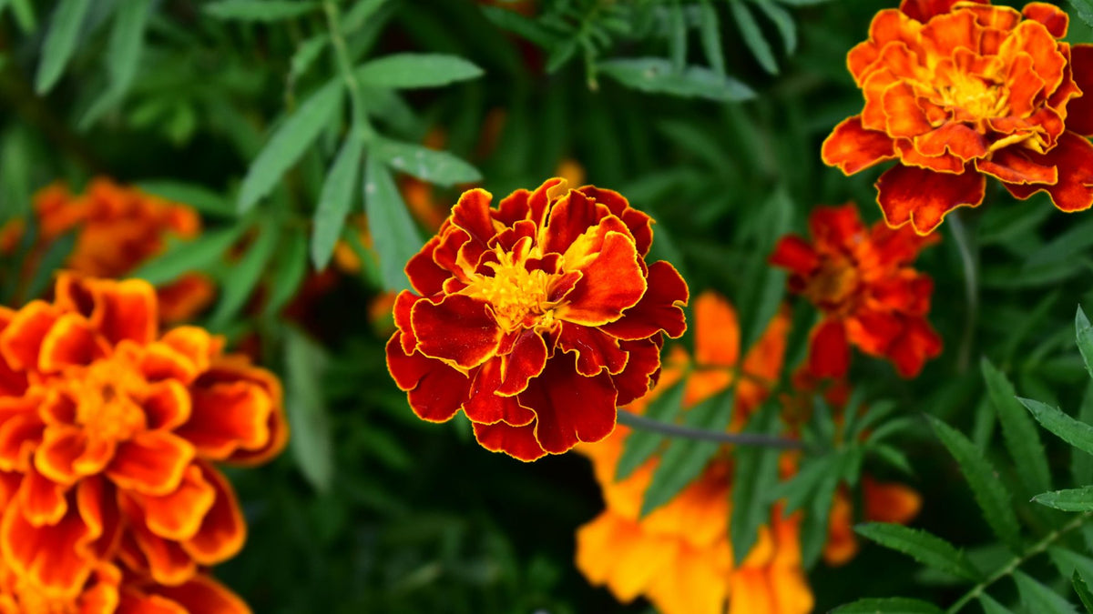 Marigolds in the garden — Hadeco.co.za