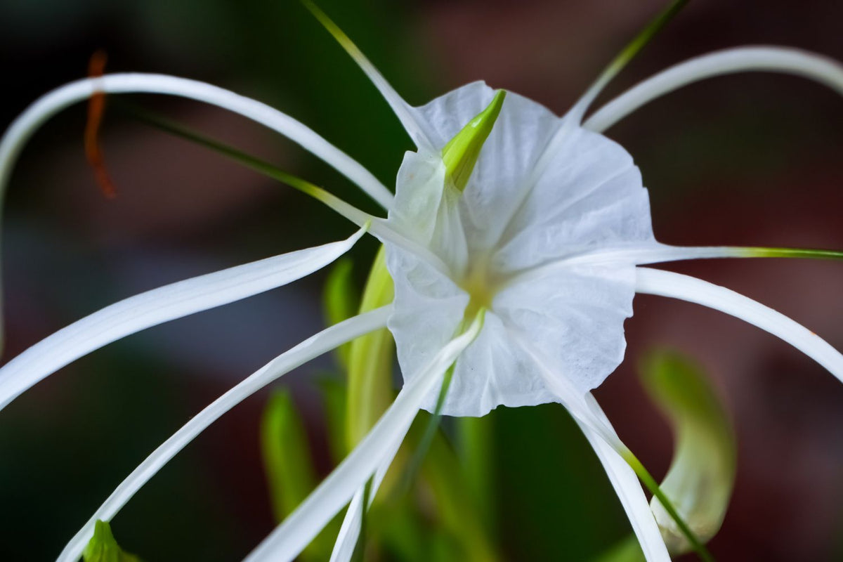 Grow Real Flower: Hymenocallis (spider lily) Growing Guide — Hadeco.co.za