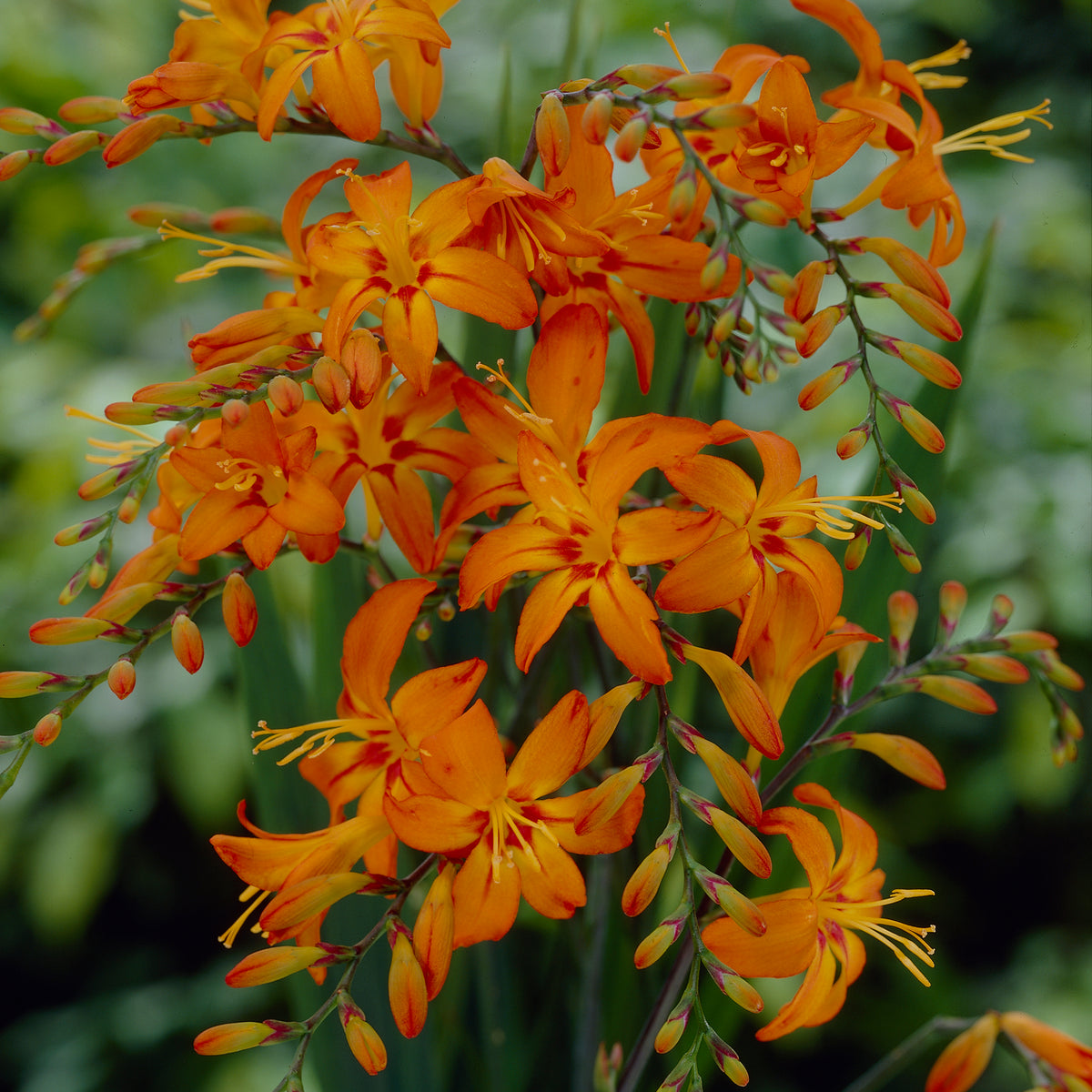 Welcoming Spring: Planting Beautiful Bulbs in South Africa — Hadeco.co.za