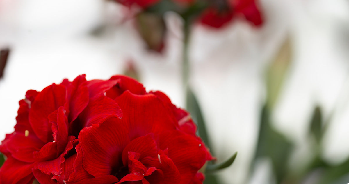 Festive florals and greenery — Hadeco.co.za