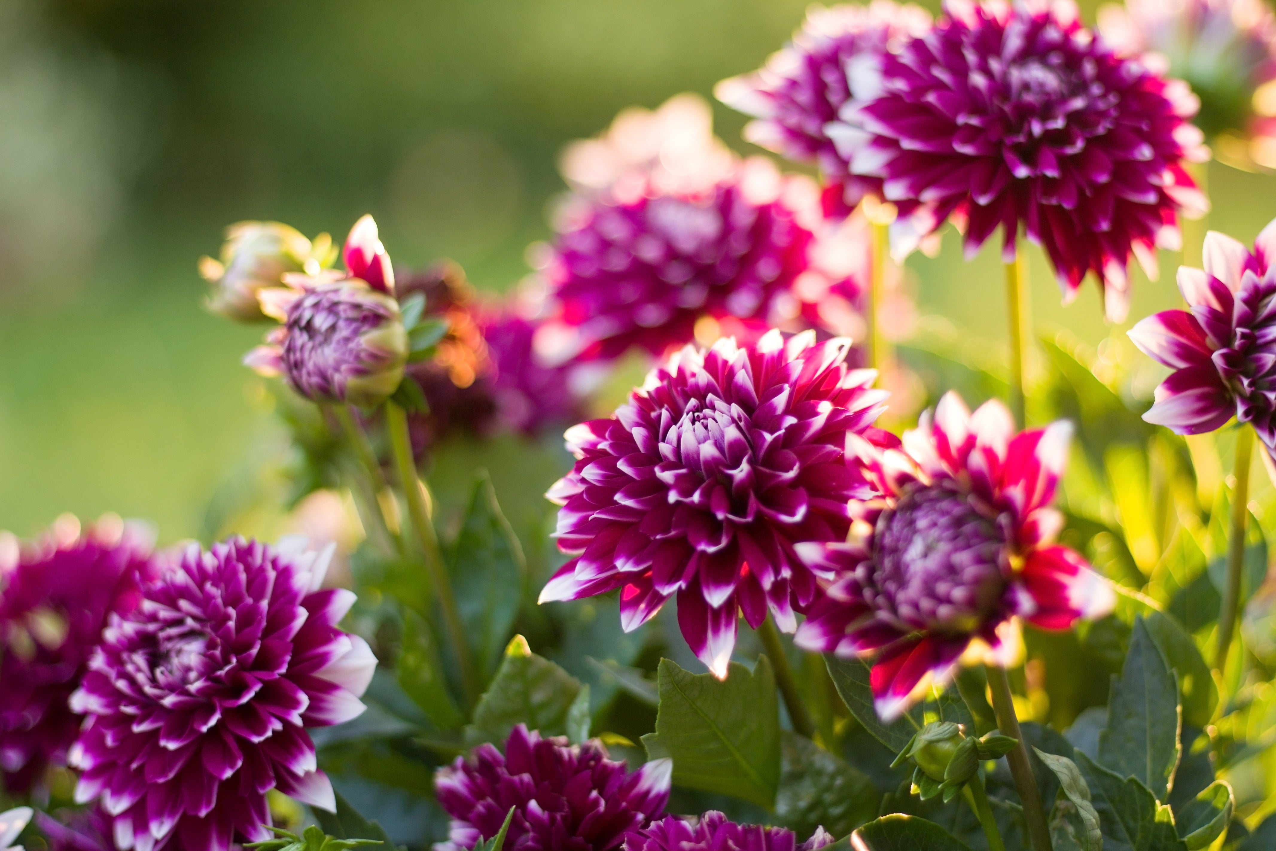 Growing Guide: Dahlia Do’s and Don’ts — Hadeco.co.za