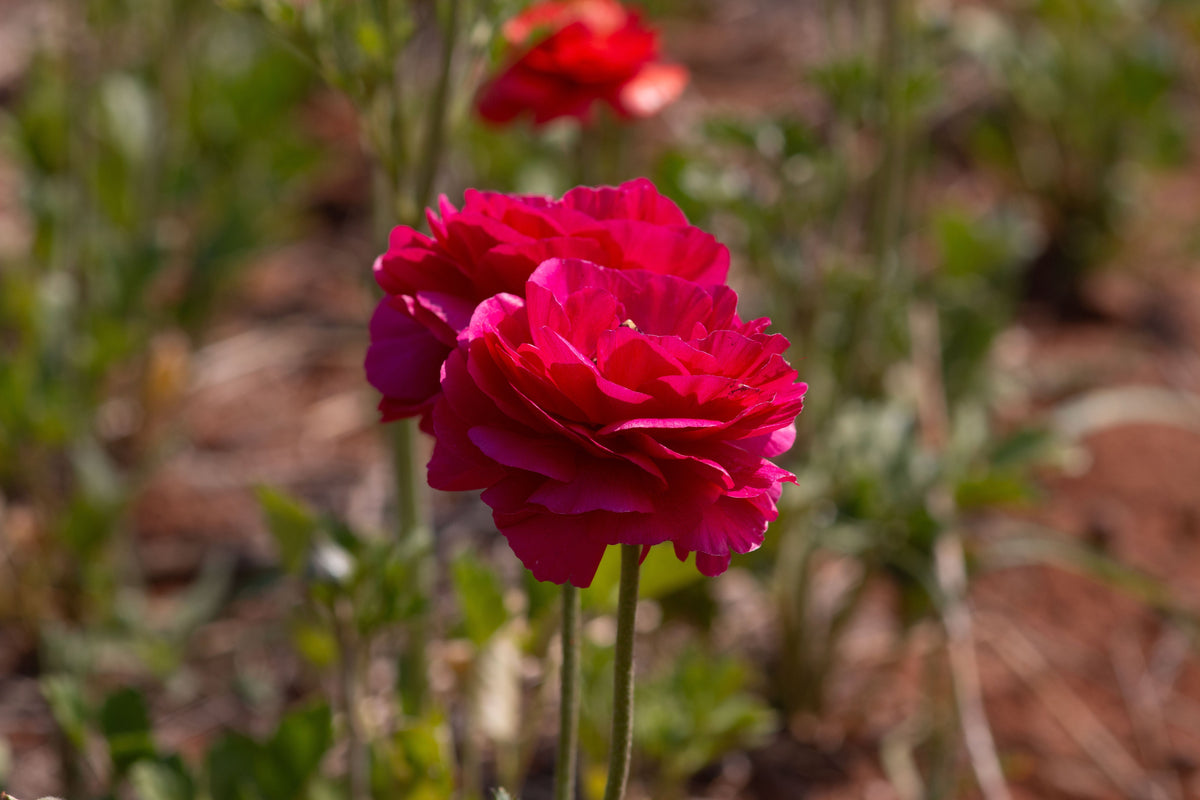 How to grow ranunculus in South Africa — Hadeco.co.za