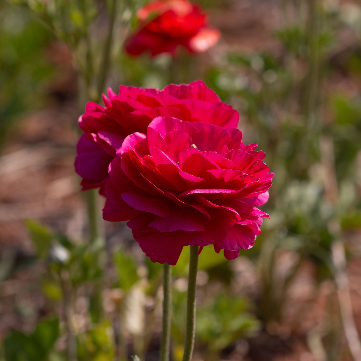 Hadeco.co.za, your blooming gardening journey starts here.