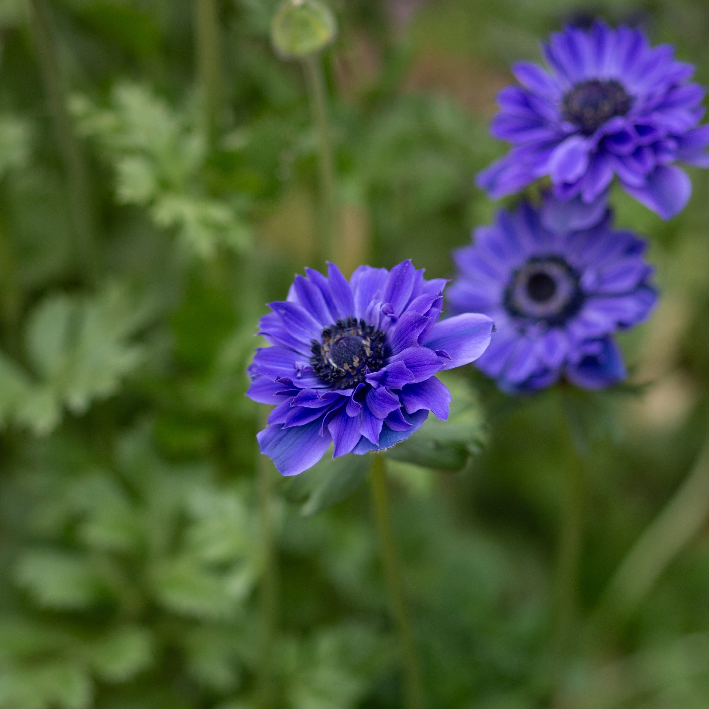 Hadeco.co.za, your blooming gardening journey starts here.