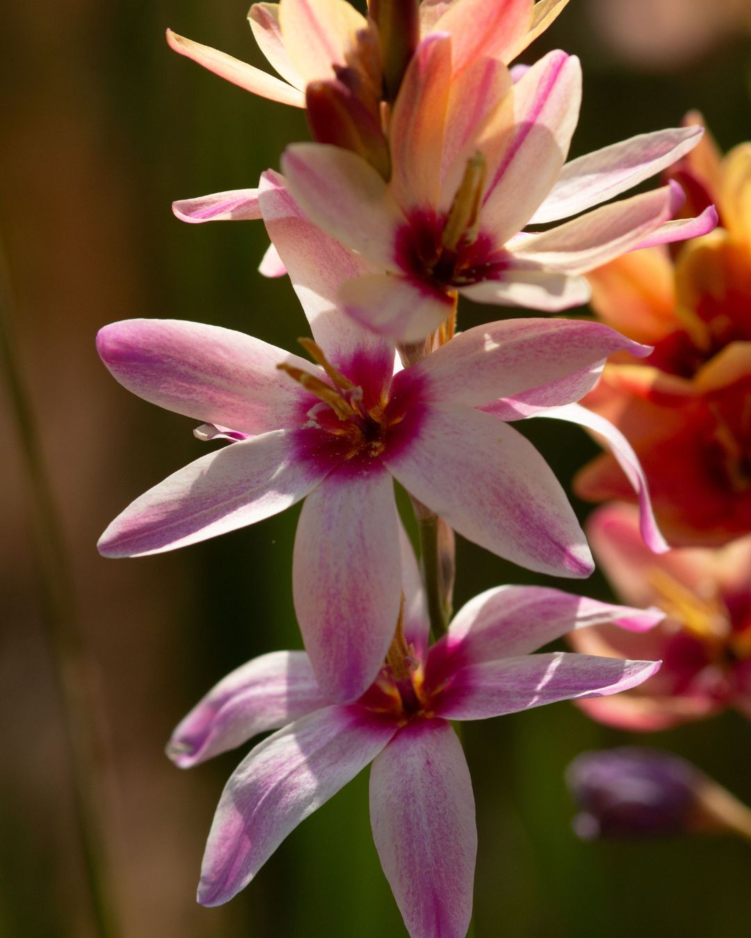 Dopamine Gardening With Indigenous Ixia — Hadeco.co.za