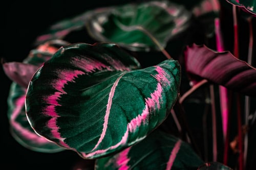 How to care for your Calathea roseo picta — Hadeco.co.za