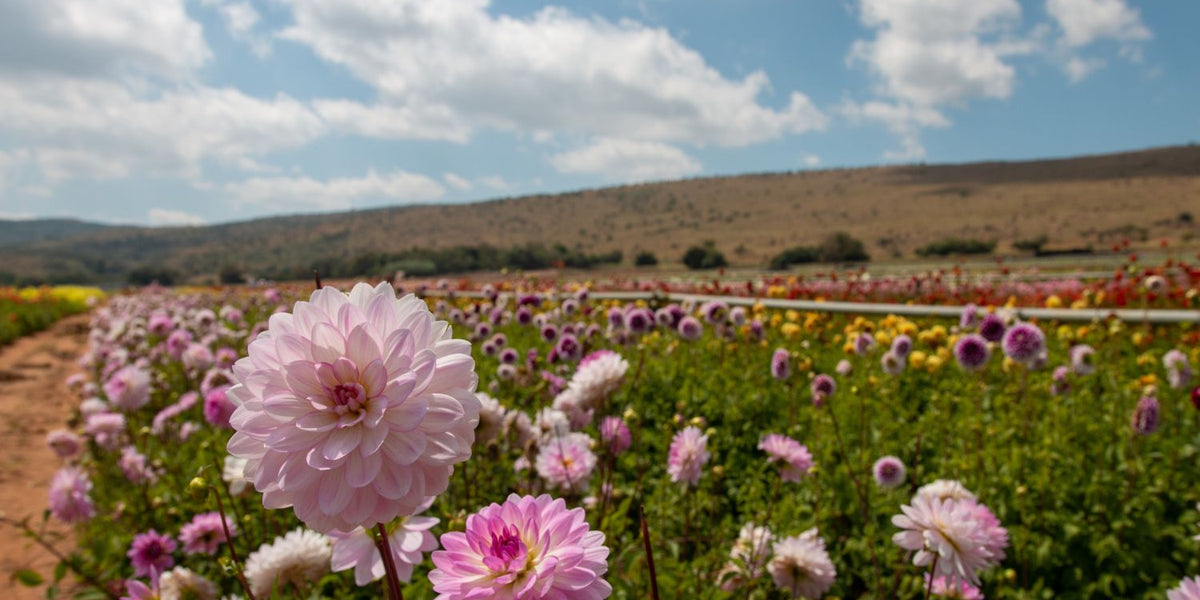 Petals with Purpose: Dahlia Festival — Hadeco.co.za