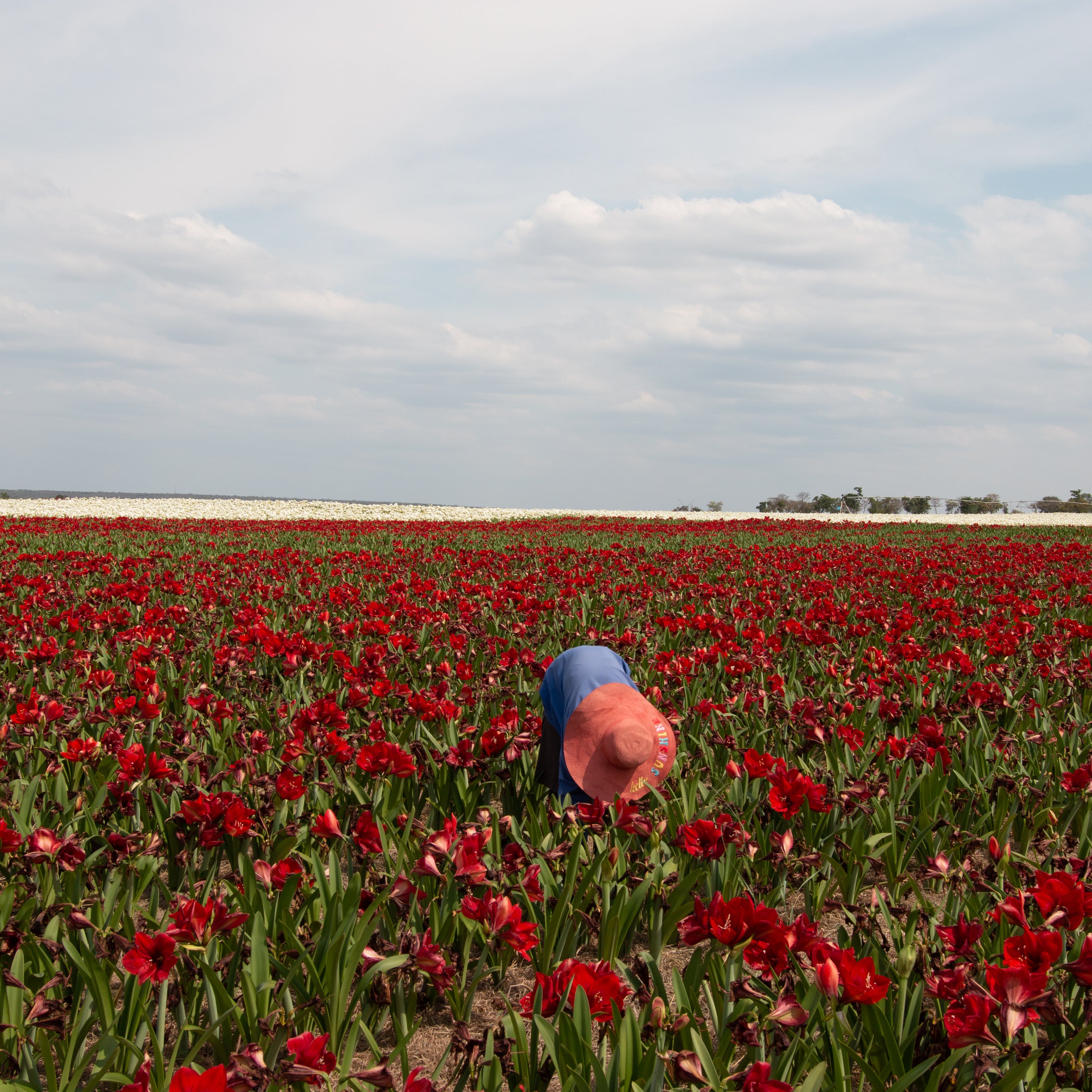 Hadeco.co.za, your blooming gardening journey starts here.