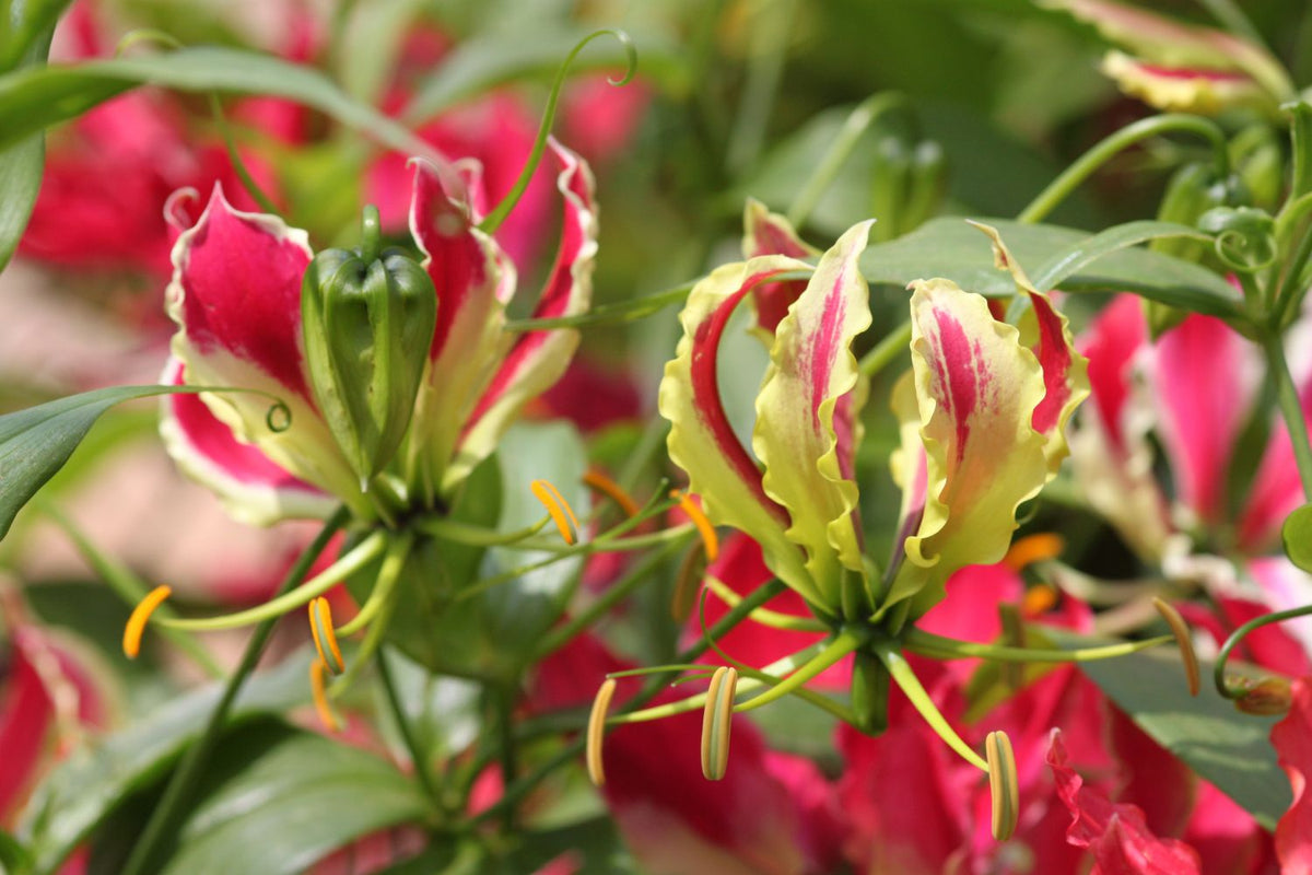Growing and Caring for Gloriosa (flame lily) — Hadeco.co.za