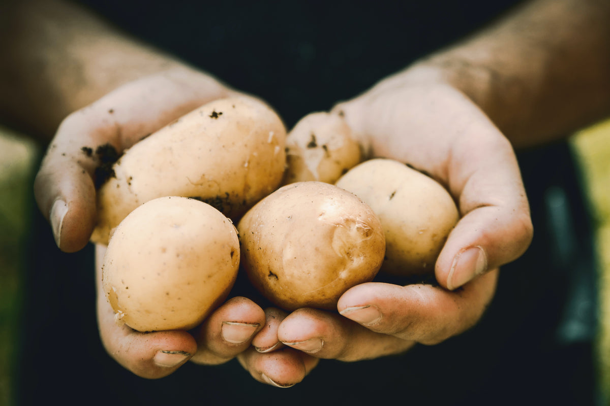 How to Grow Perfect Potatoes: A Spud-tacular Journey! — Hadeco.co.za