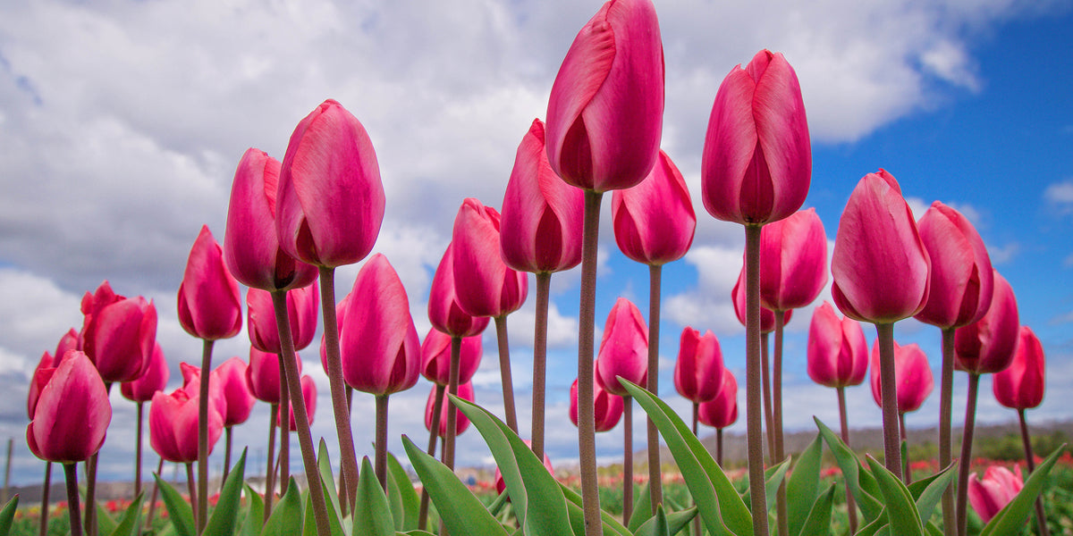 How to plant and care for cold-treated tulips — Hadeco.co.za
