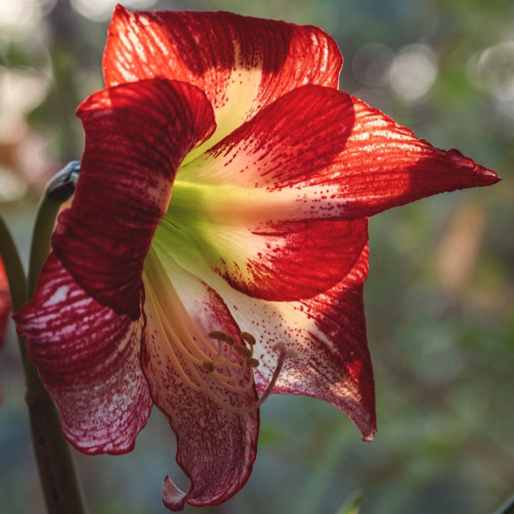 Hadeco.co.za, your blooming gardening journey starts here.