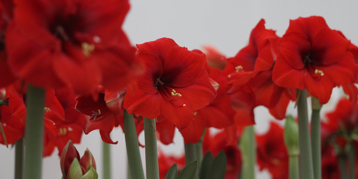 Buy Hadeco Hippeastrum / amaryllis bulbs online — Hadeco.co.za