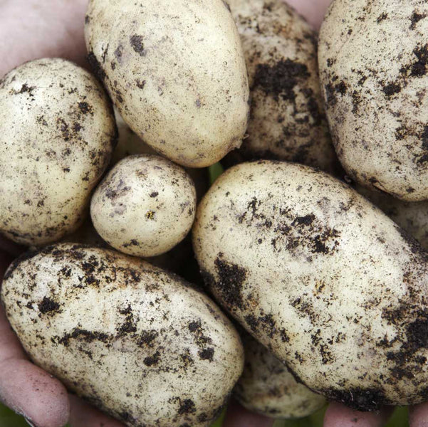 Seed Potatoes — Hadeco.co.za