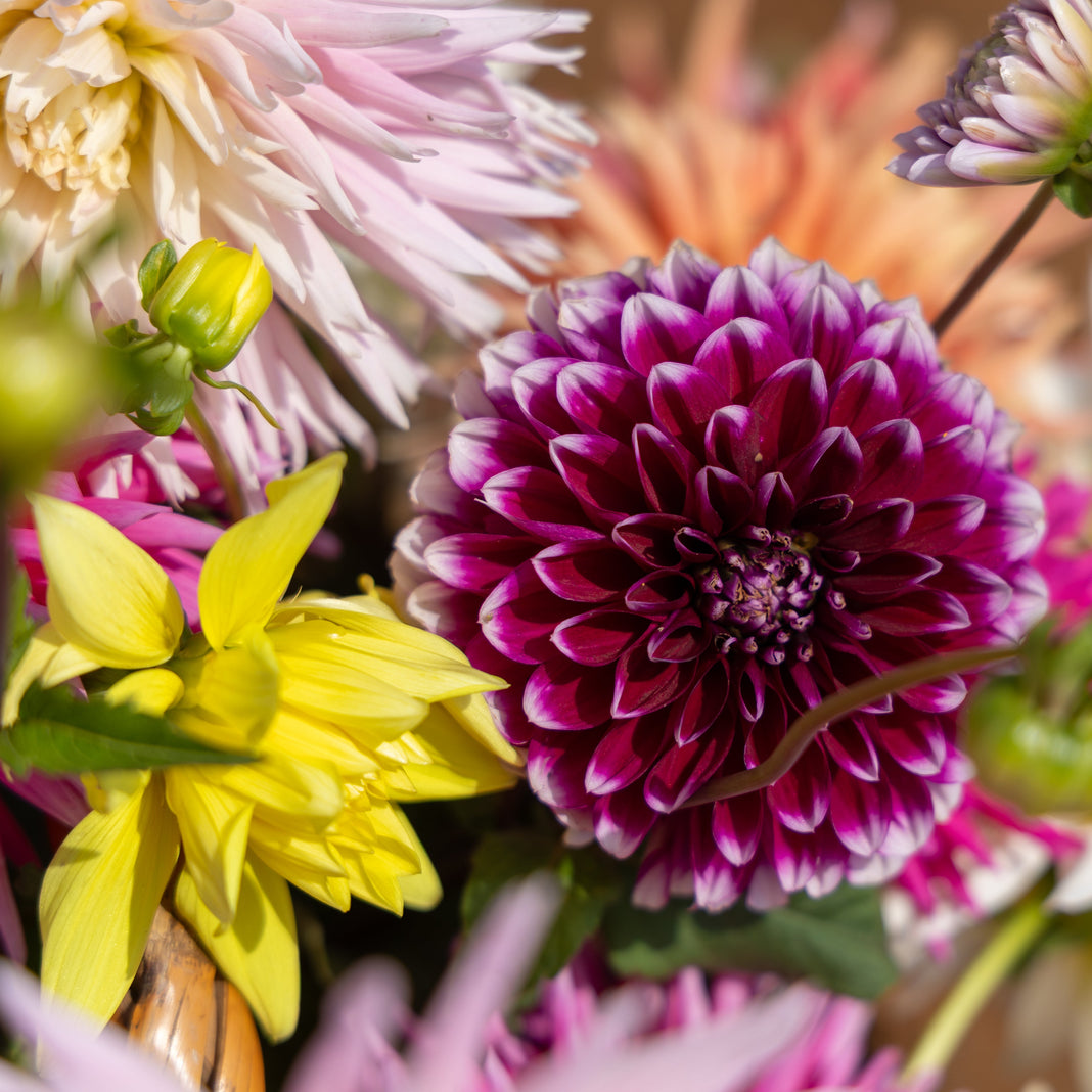 Hadeco.co.za, your blooming gardening journey starts here.