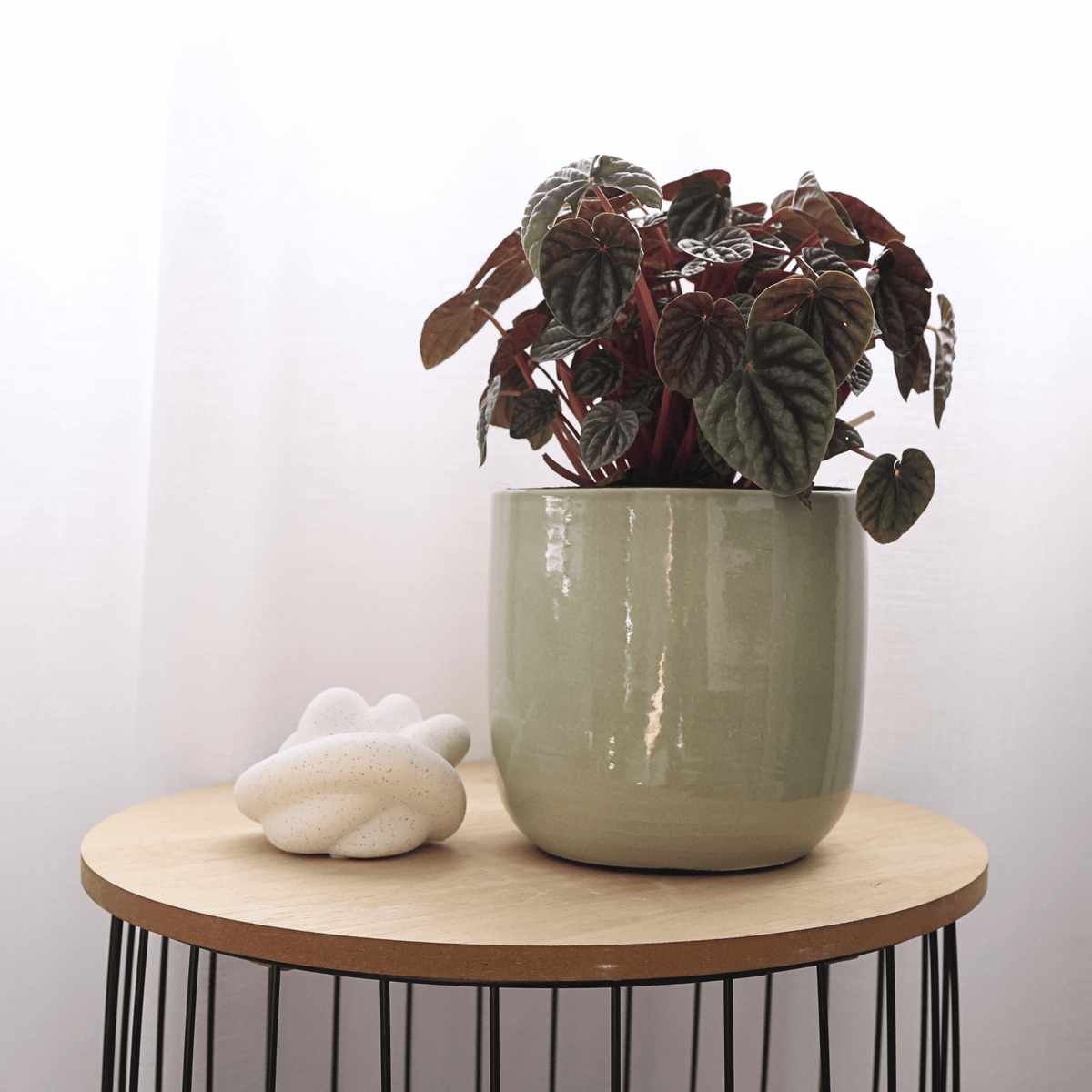 Peperomia caperata 'Red variegated' - Various Decorative Pots Diameter ...