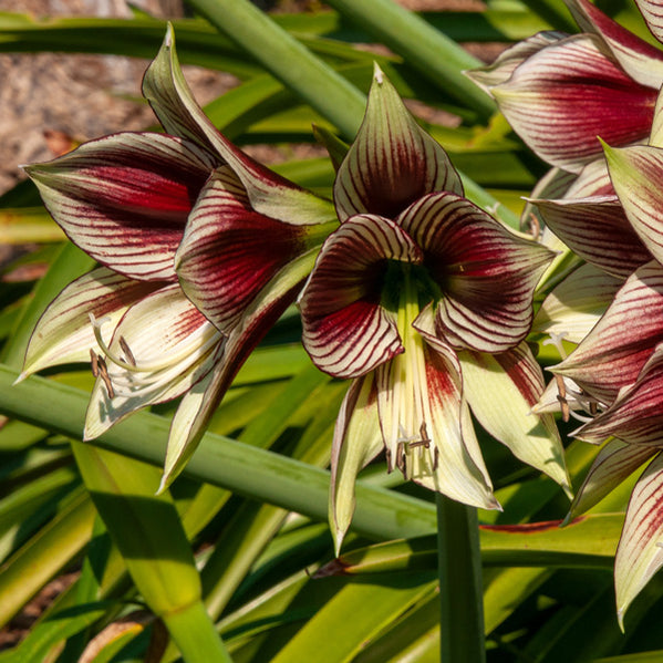 Buy Hadeco Hippeastrum / amaryllis bulbs online — Hadeco.co.za