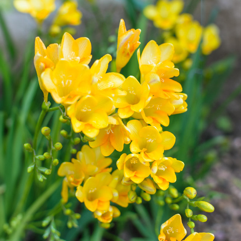 Freesias - Yellow - 25 bulbs p-pack — Hadeco.co.za