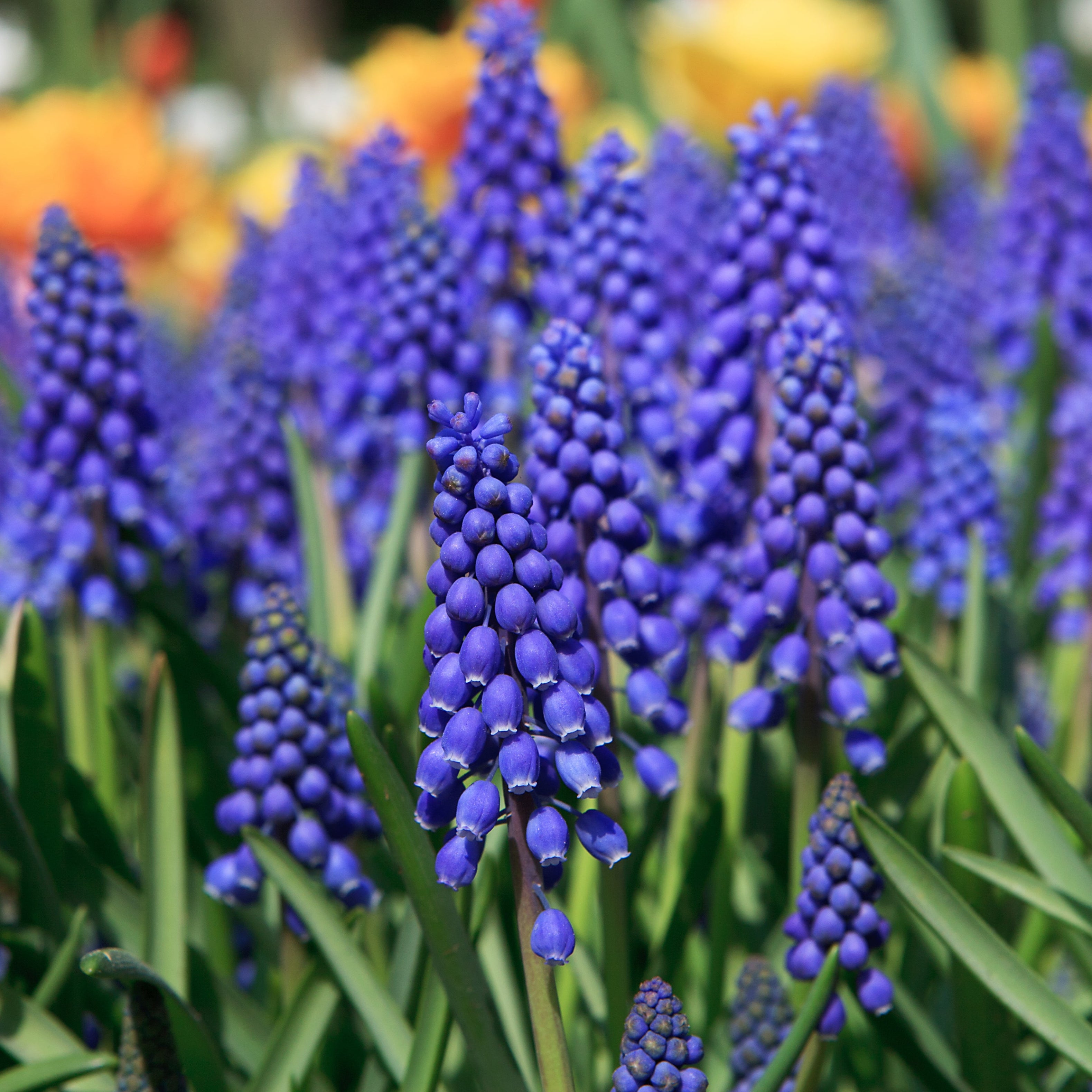Featured Winter Bulbs — Hadeco.co.za