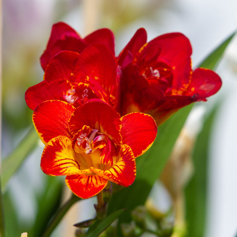 Freesias - Red with yellow centre - 25 bulbs p-pack — Hadeco.co.za