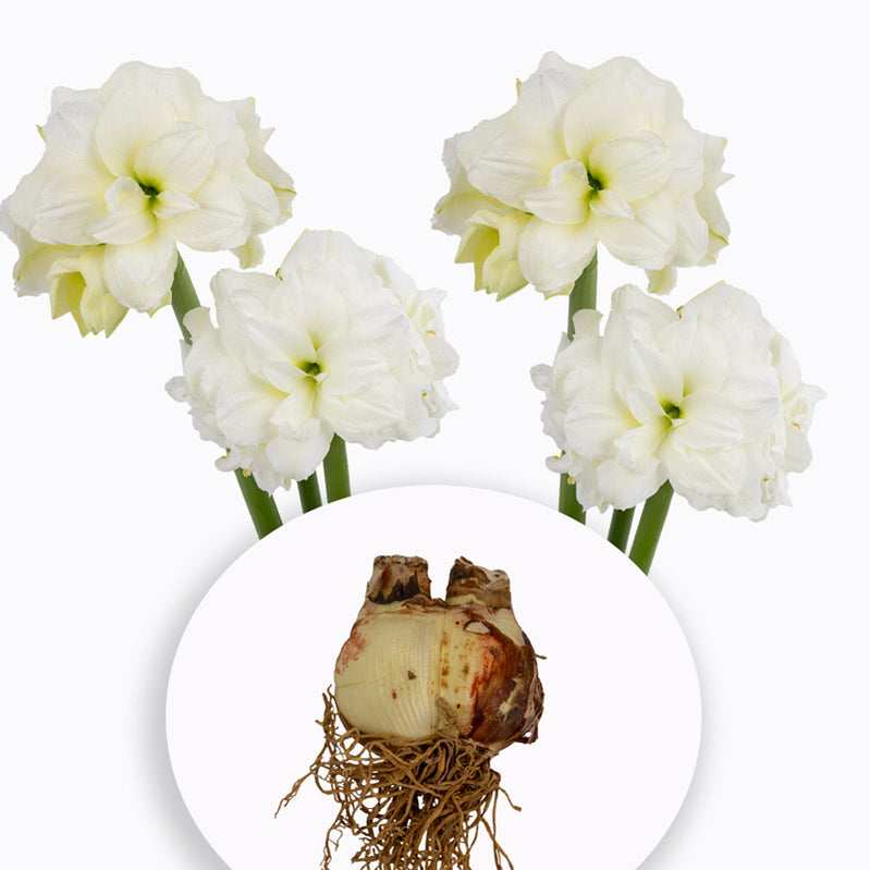 Buy Hadeco Hippeastrum / amaryllis bulbs online — Hadeco.co.za