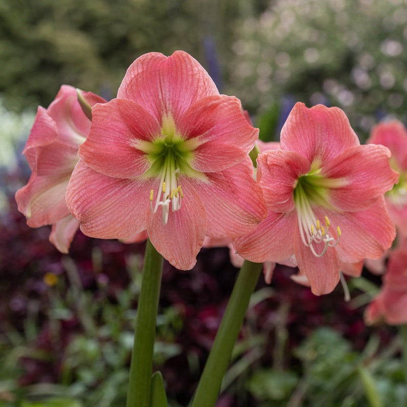 Available now — Hadeco.co.za