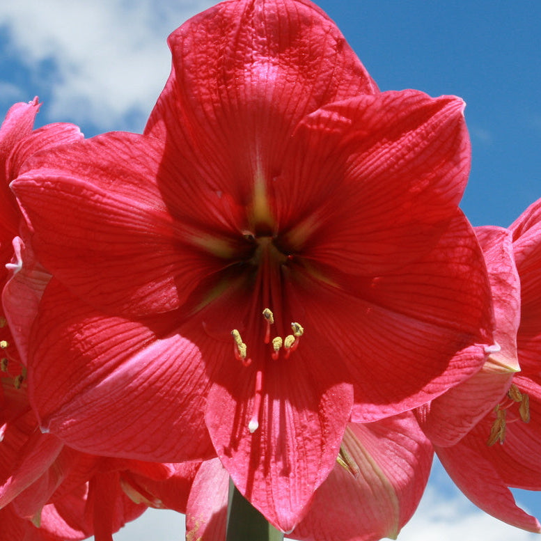 Hadeco.co.za, your blooming gardening journey starts here.