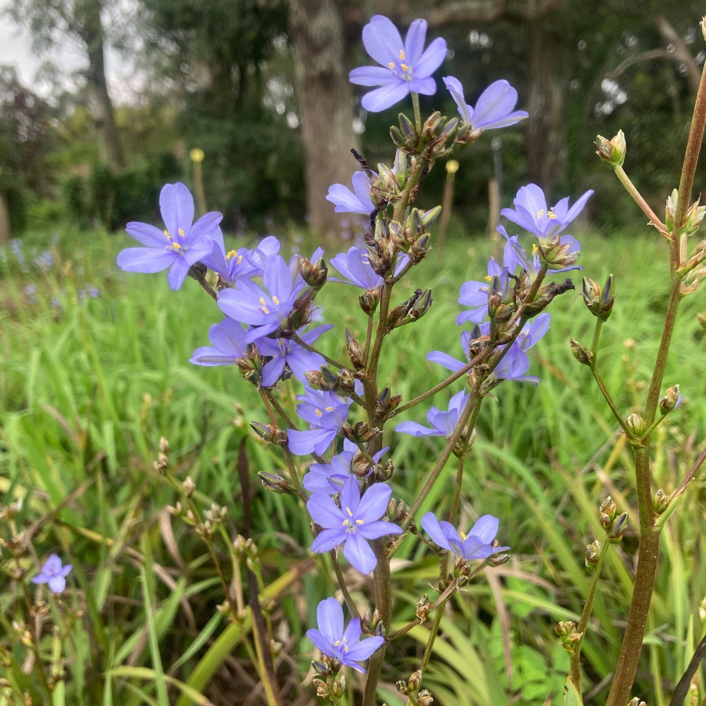 How to grow ranunculus in South Africa — Hadeco.co.za