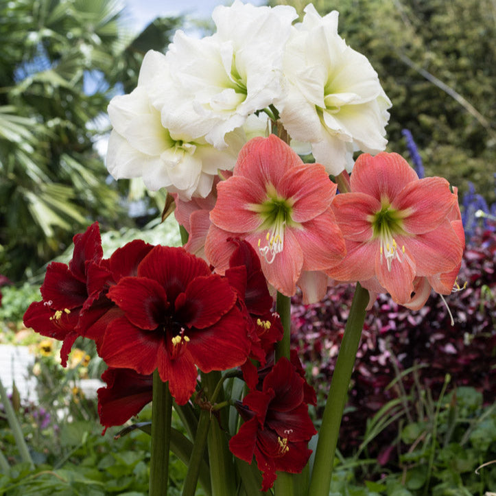 Hippeastrum (amaryllis) Sonatini- Assorted - 3 bulbs p-pack — Hadeco.co.za