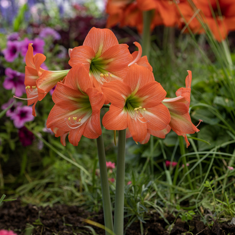 Hippeastrum (amaryllis) Sonatini - Bella Rosa™ - 2 bulbs p-pack — Hadeco.co.za