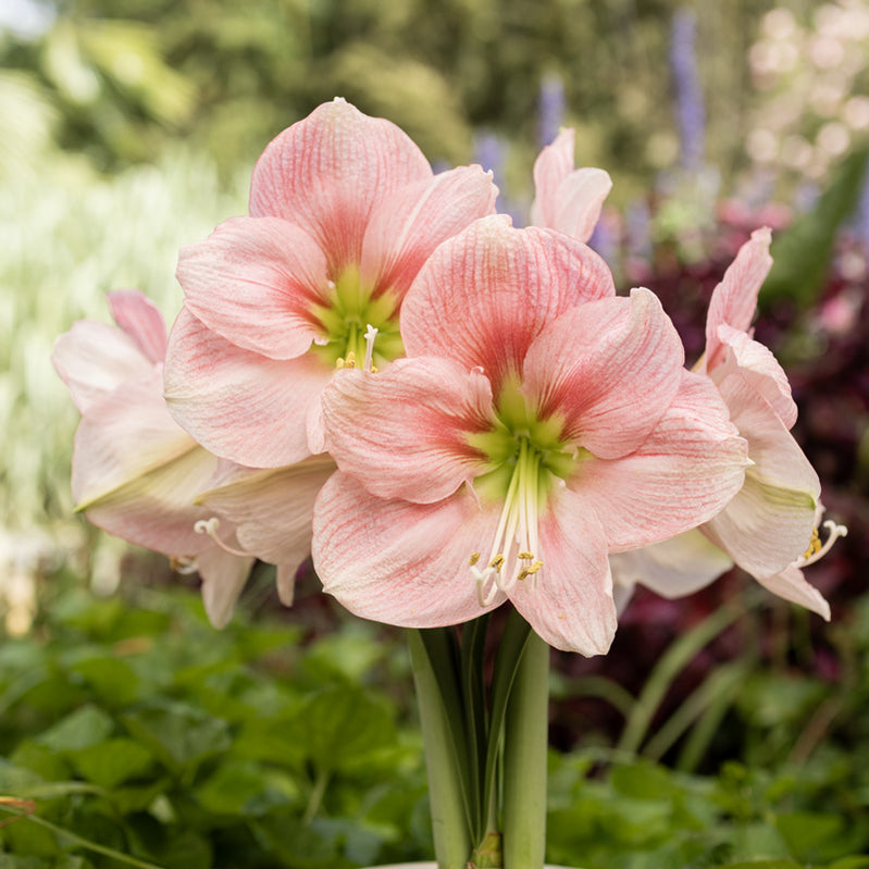 Buy Hadeco Hippeastrum / amaryllis bulbs online — Hadeco.co.za
