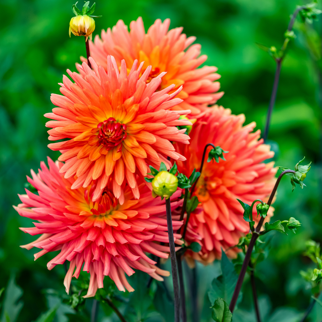 Dahlia Cactus - Colour Spectacle - 1 bulb p-pack — Hadeco.co.za