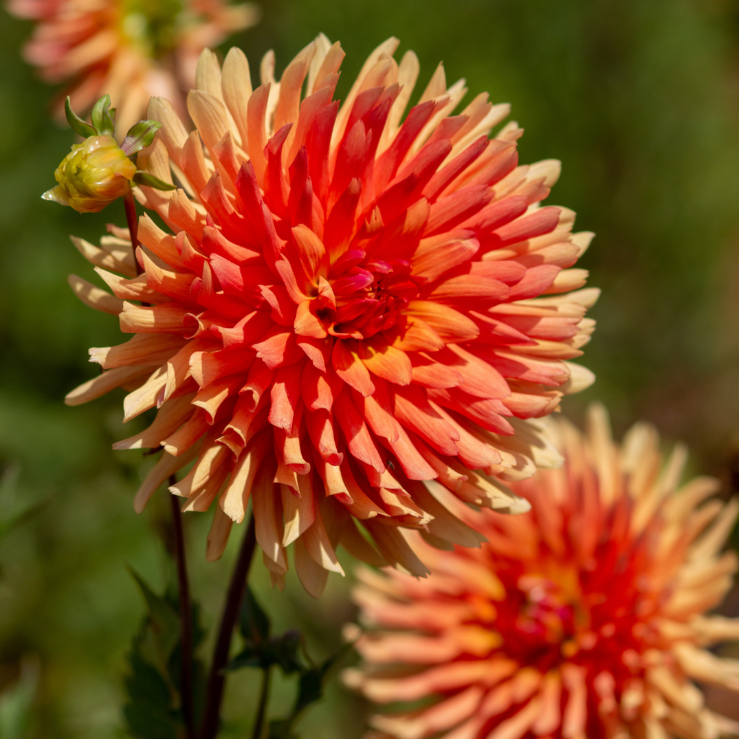 Summer Bulbs — Hadeco.co.za