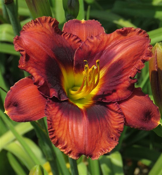 Hemerocallis (daylily) - Calculis - 2 bulbs p-pack — Hadeco.co.za