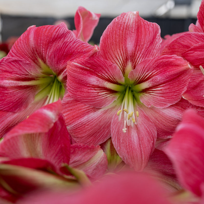 Buy Hadeco Hippeastrum / amaryllis bulbs online — Hadeco.co.za