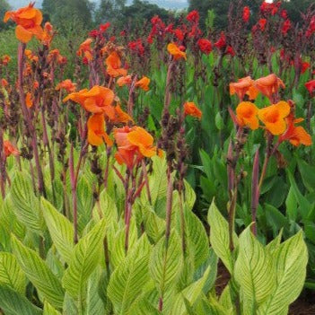 Canna Lily - Pretoria - 2 bulbs p-pack — Hadeco.co.za