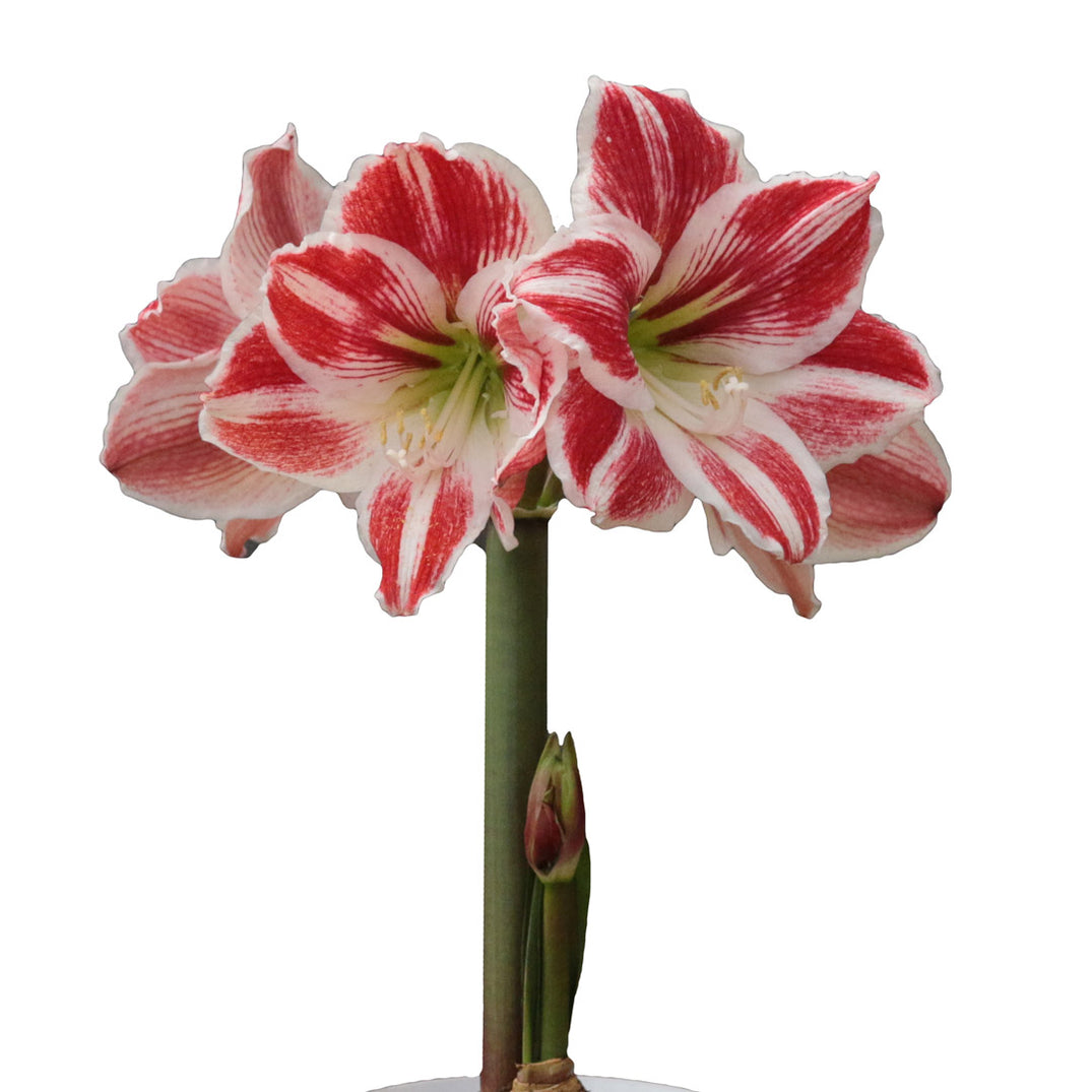 Buy Hadeco Hippeastrum / amaryllis bulbs online — Hadeco.co.za