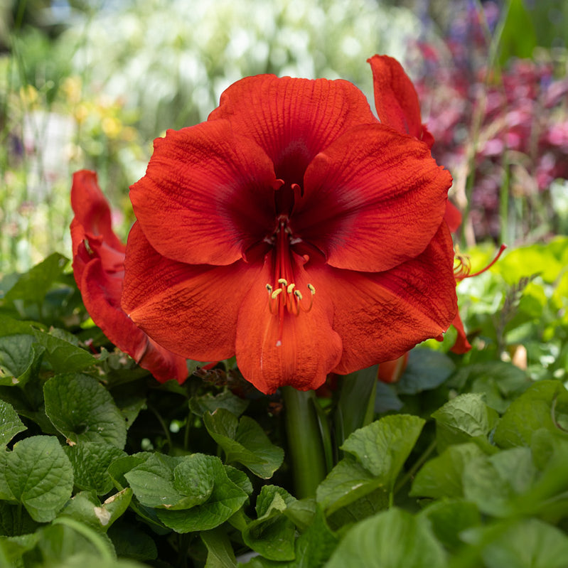 Summer Bulbs — Hadeco.co.za