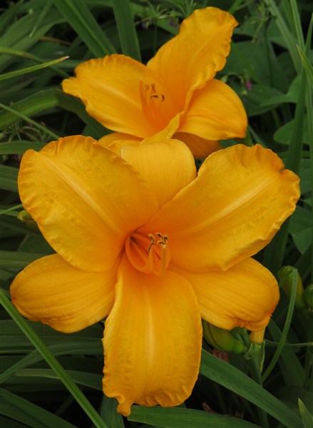 Hemerocallis (daylily) - Chateaugay - 3 plants p-pack — Hadeco.co.za