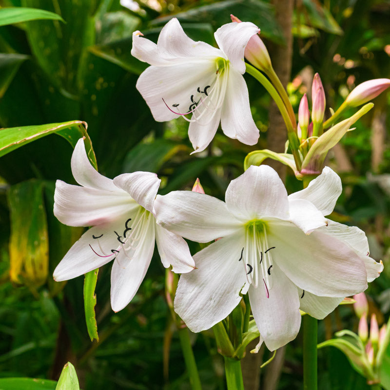 Crinum moorei (Natal lily) -2 bulbs p-pack - Medium — Hadeco.co.za