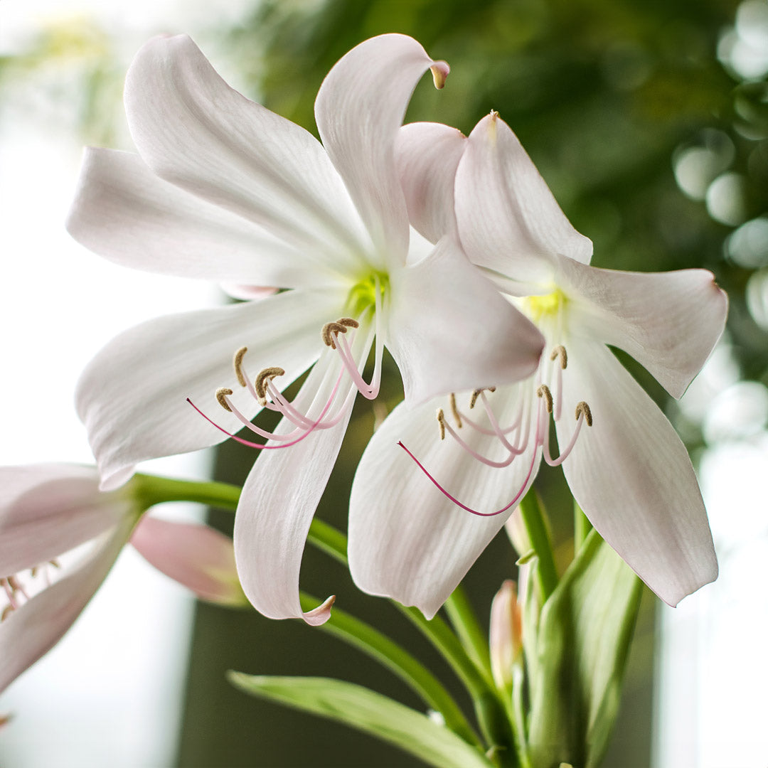 Crinum moorei - 1 Crinum moorei (Natal lily) - 1 bulb p-pack - Largep ...