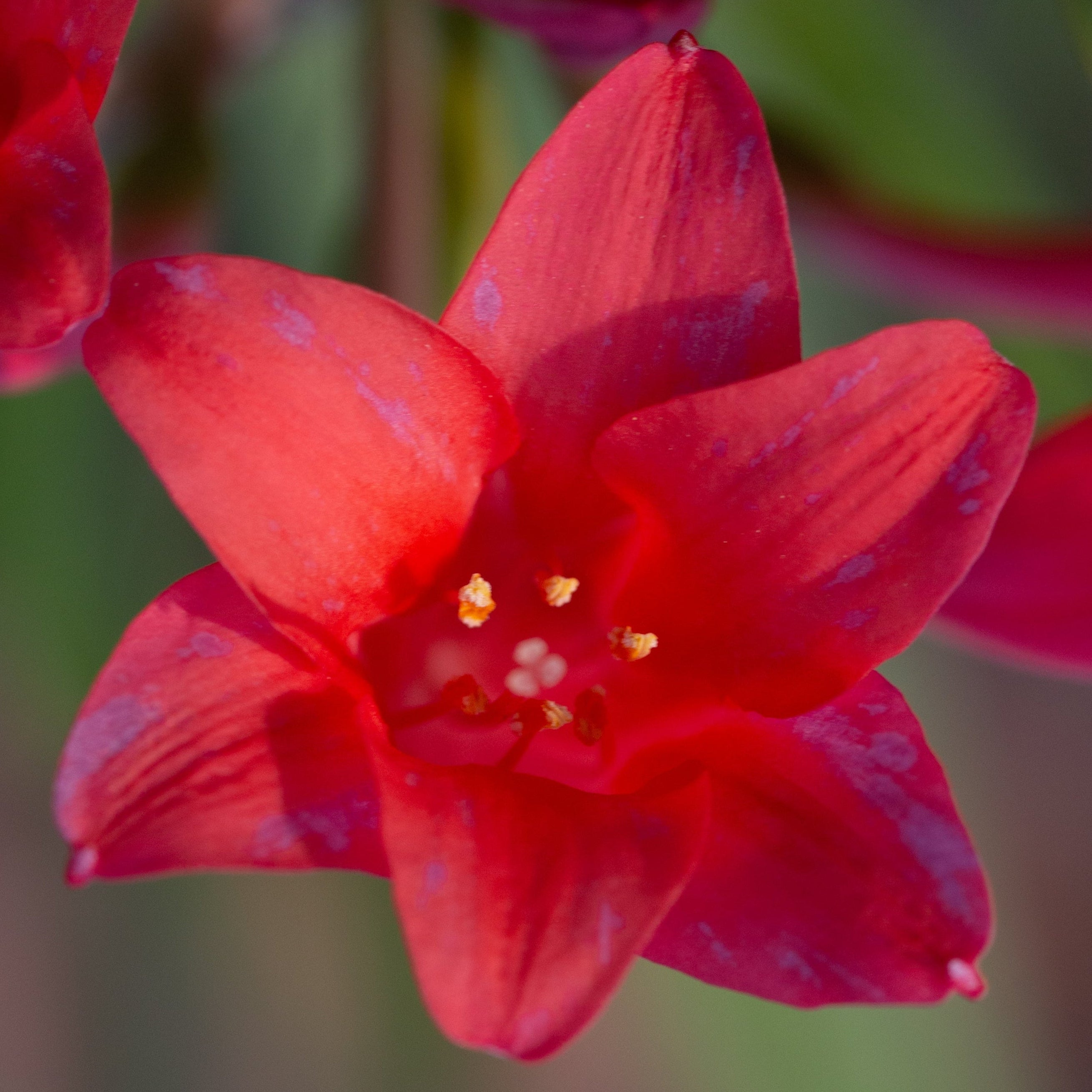 Featured Winter Bulbs — Hadeco.co.za