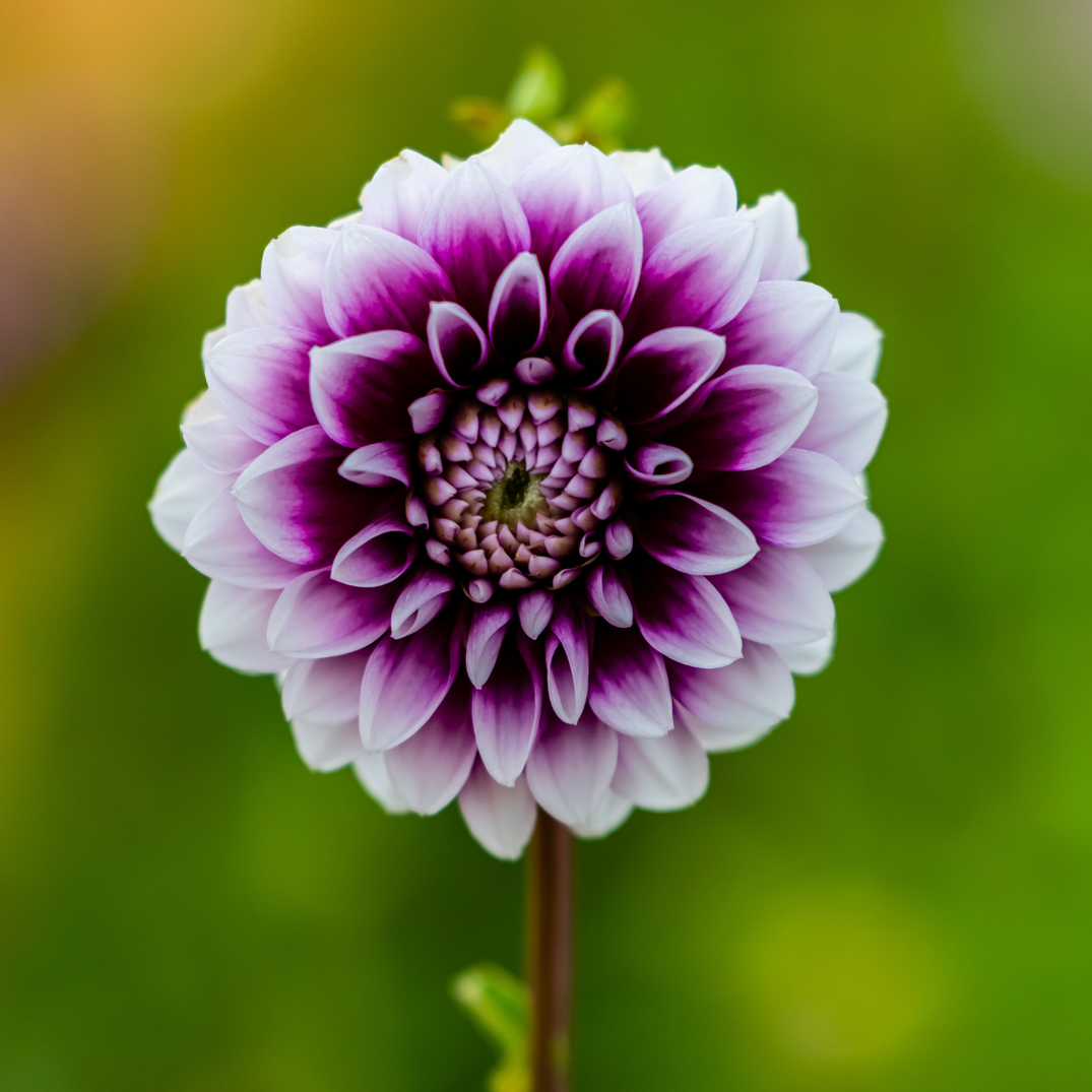 Summer Bulbs — Hadeco.co.za