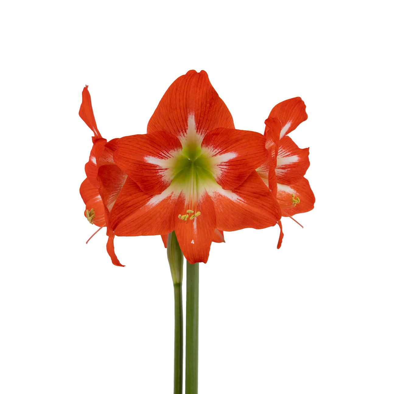 Buy Hadeco Hippeastrum / amaryllis bulbs online — Hadeco.co.za