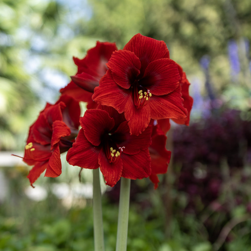 Hippeastrum (amaryllis) Sonatini - Fire Dancer™ - 2 bulbs p-pack ...