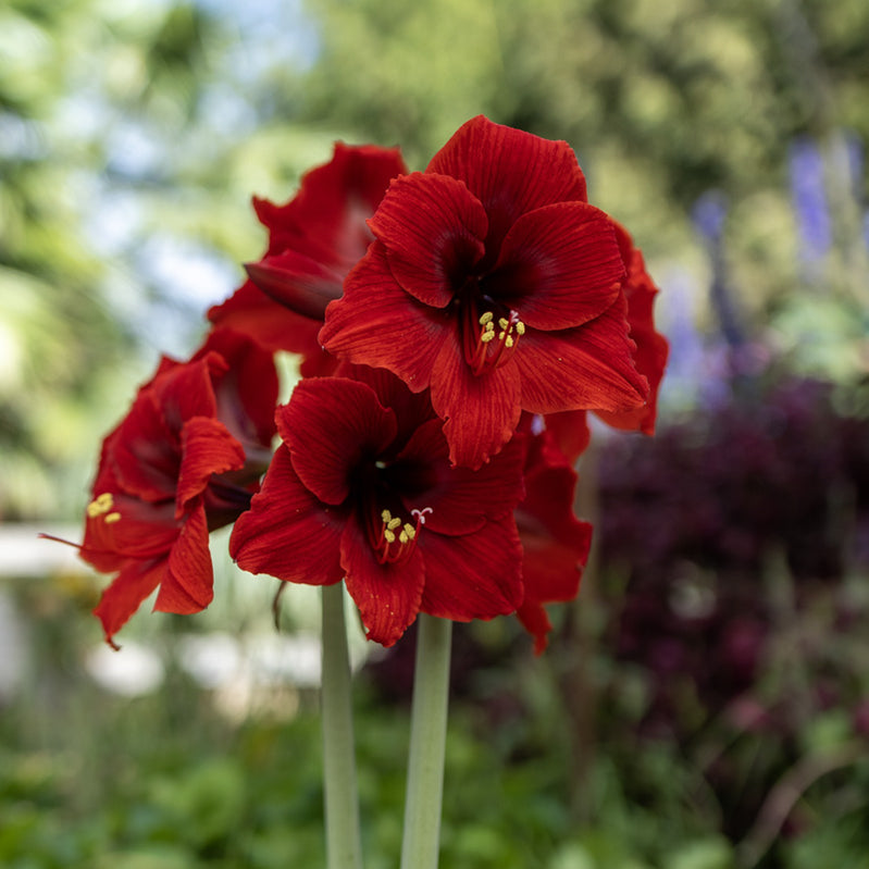 Summer Bulbs — Hadeco.co.za