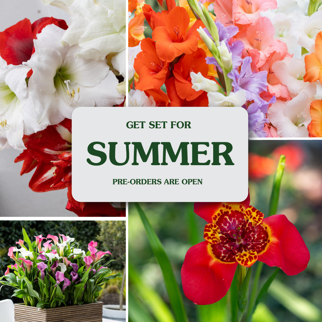 Hadeco.co.za, your blooming gardening journey starts here.