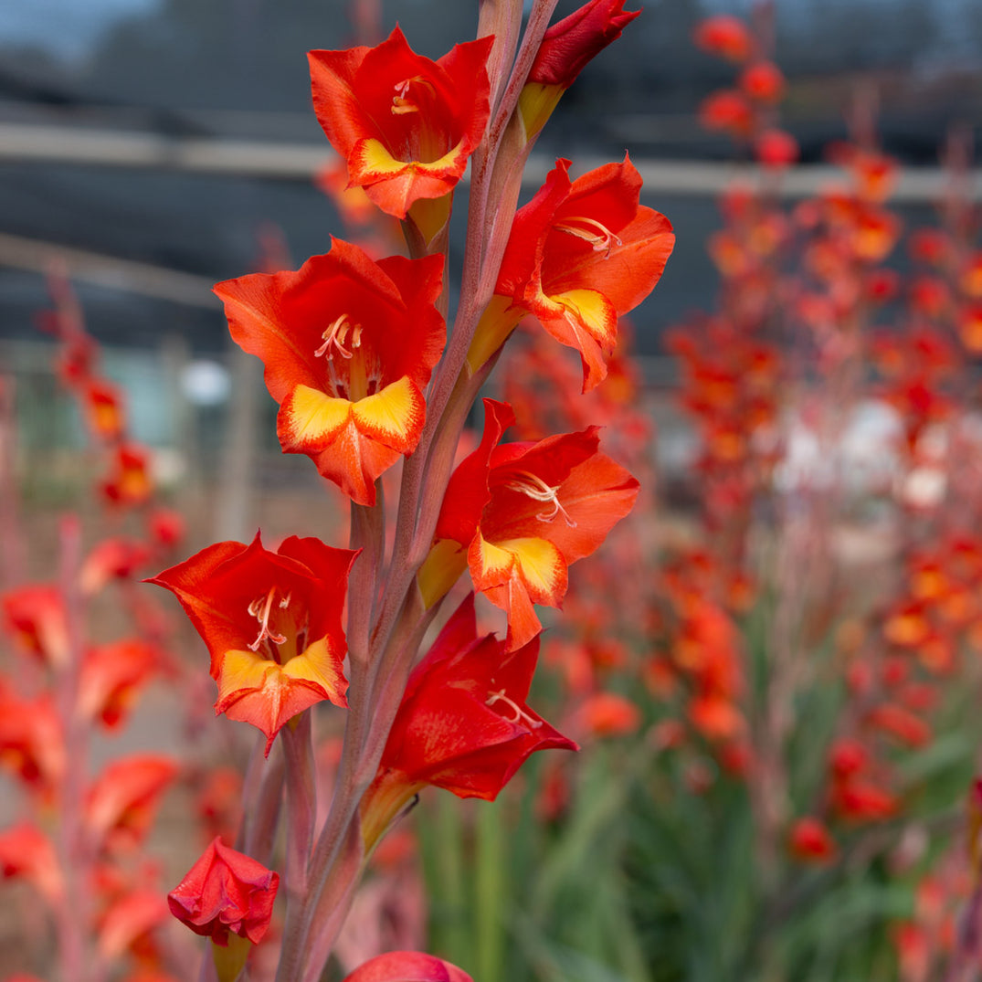 Buy Gladiolus Bulbs Online From Hadeco — Hadeco.co.za